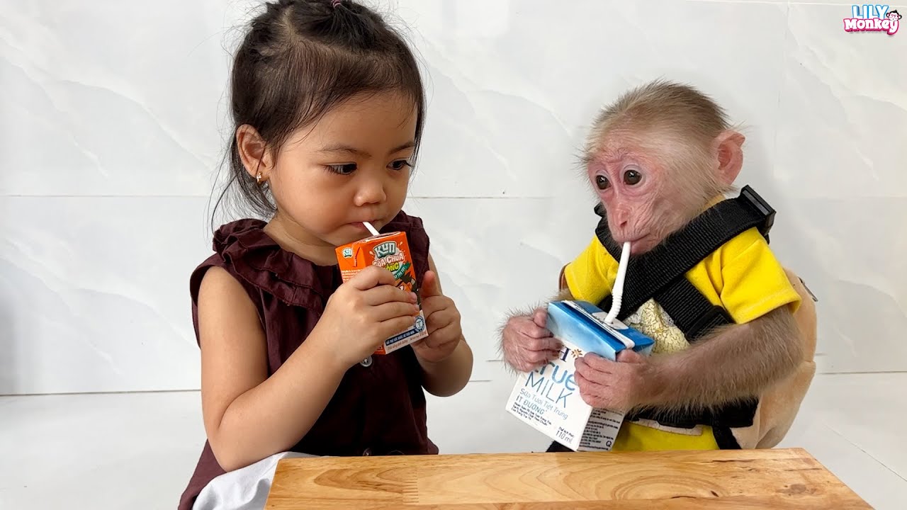 The process of becoming friends of monkey Lily and baby Chun - YouTube