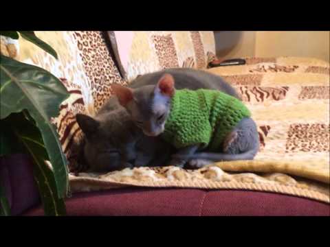 Милые коты. Сфинкс и британский кот.