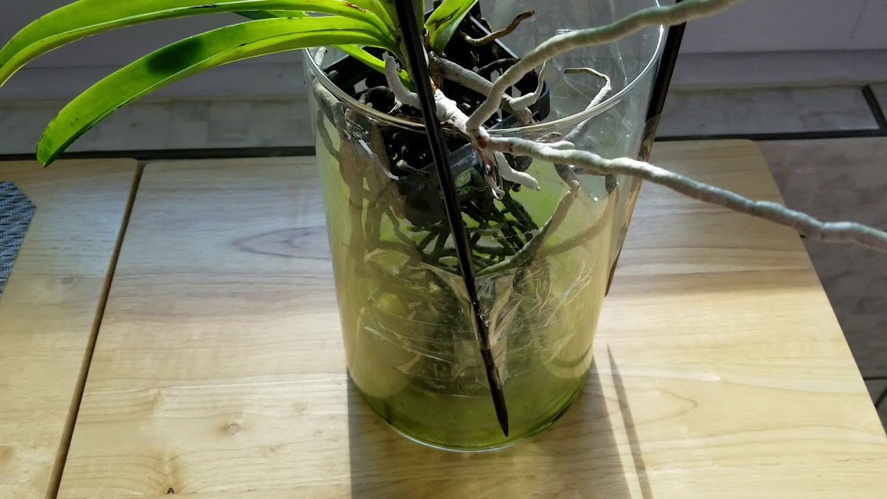 Vanda fertilizer recipe cards for Fall & care updates. - YouTube
