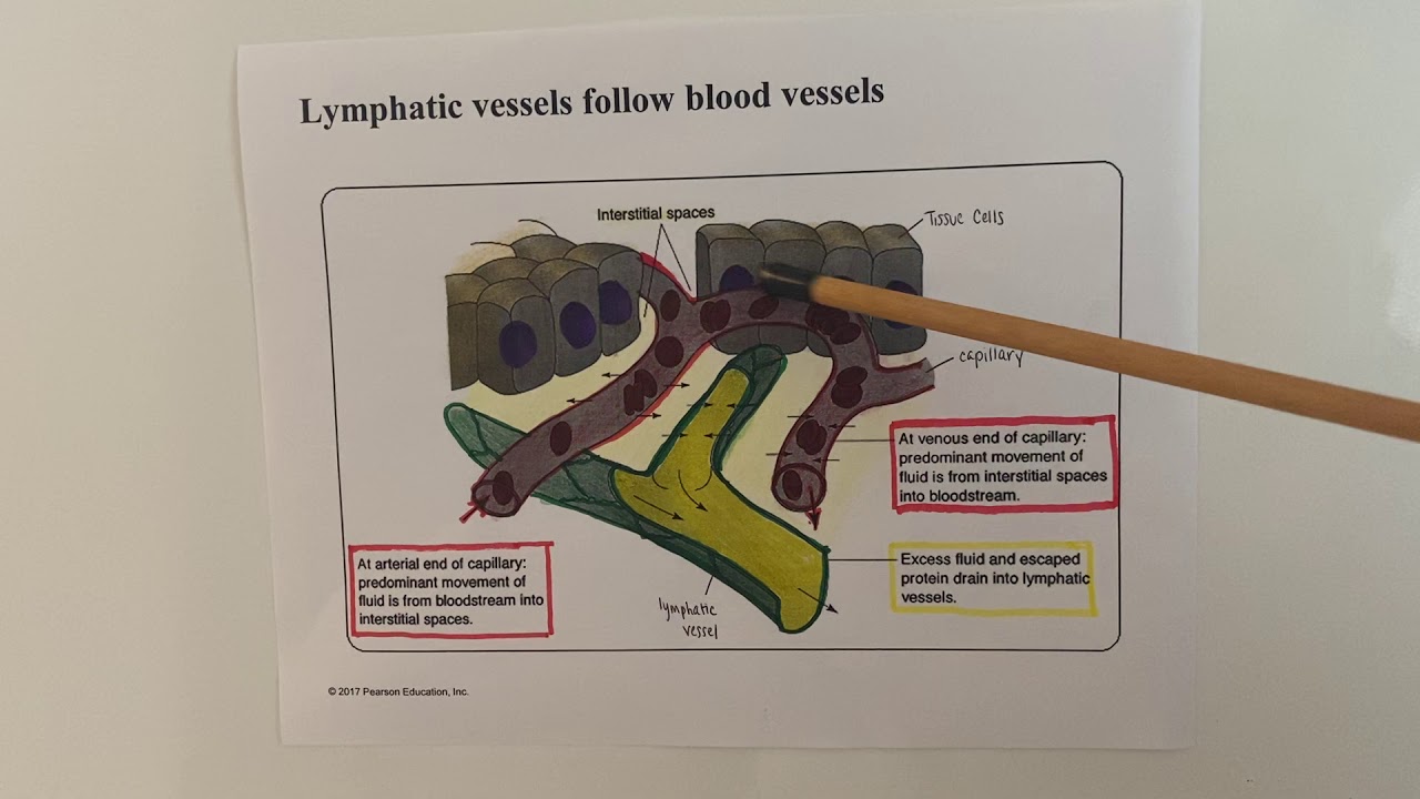 Pal Models Lymphatic System