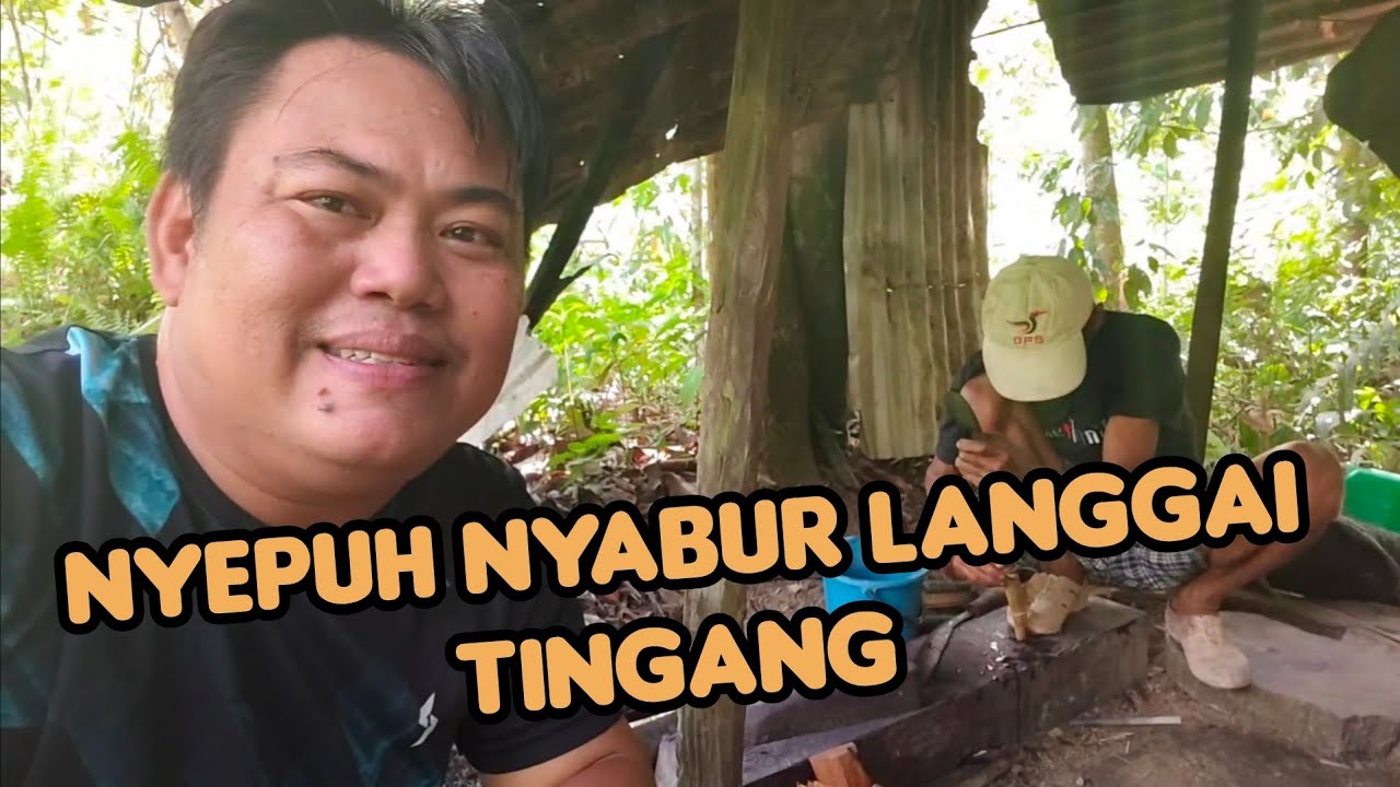 🔴 NYEPUH NYABUR LANGGAI TINGANG - Real ba langkau kambuh - YouTube