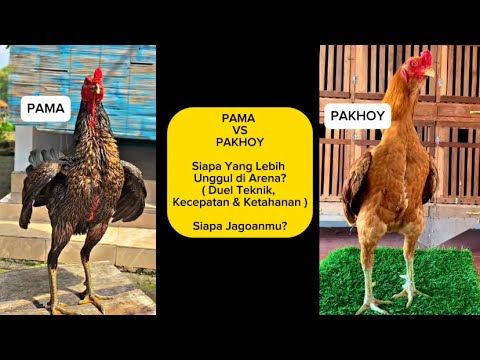 Pama vs Pakhoy – Duel Teknik & Ketahanan | Siapa Lebih Unggul di Arena Laga?