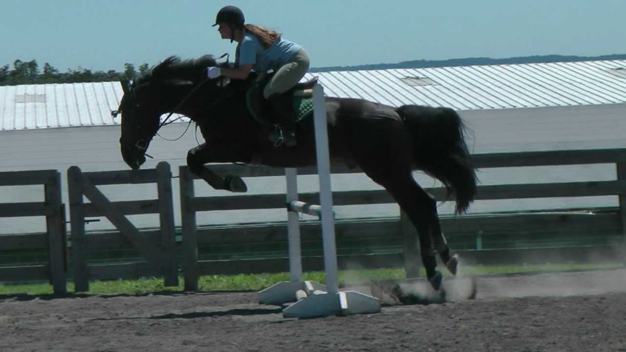 Lordfurst (2001 Stallion Landgraf Grandson) and Julia Bartel - YouTube