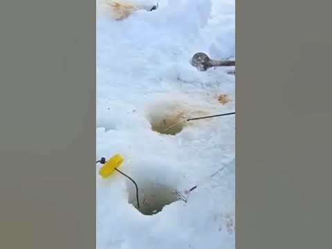 Кивок арбалет, красиво поднял. - YouTube