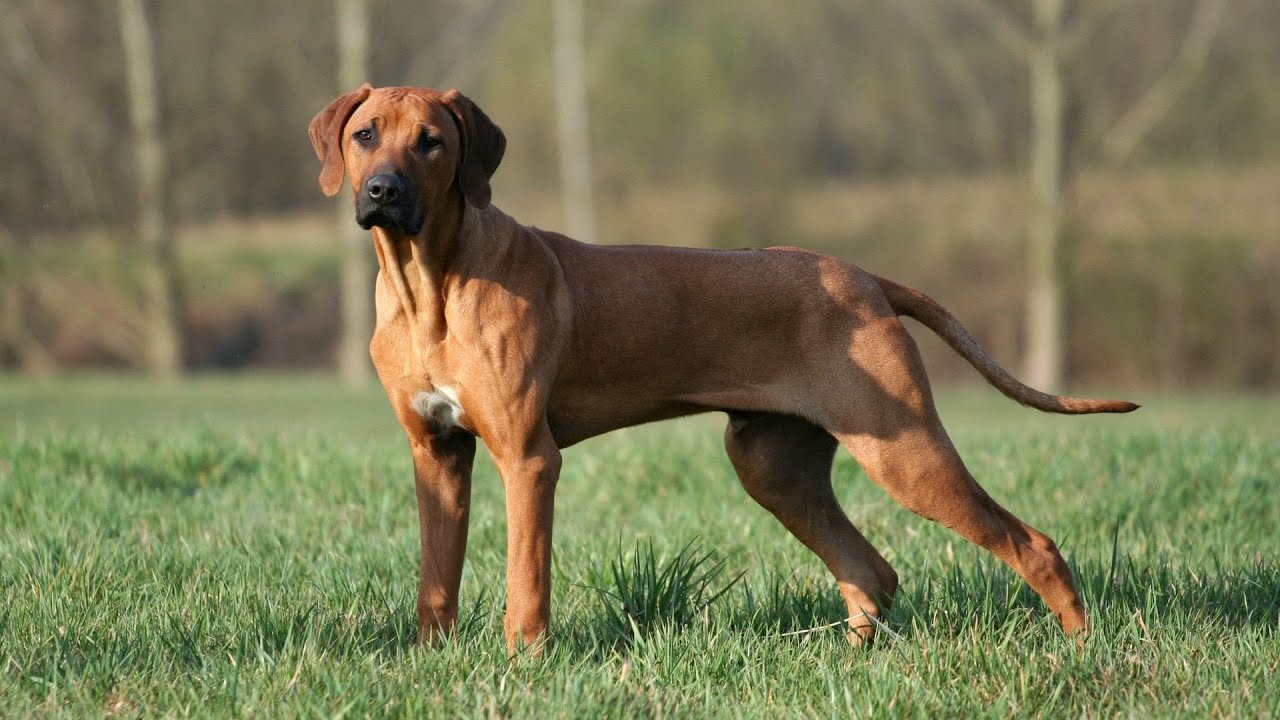Rhodesian Ridgebacks Meeting Other Dogs: Socialization Tips - YouTube