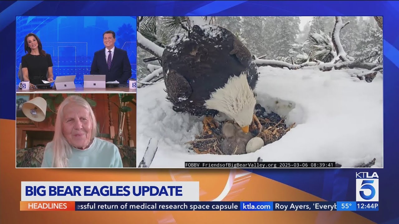 3rd bald eagle chick hatching in Big Bear - YouTube