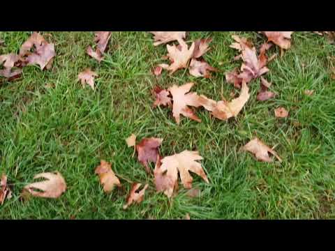 Audi A3 Pulim, Karadeniz Şarkısı, İbradı,Antalya