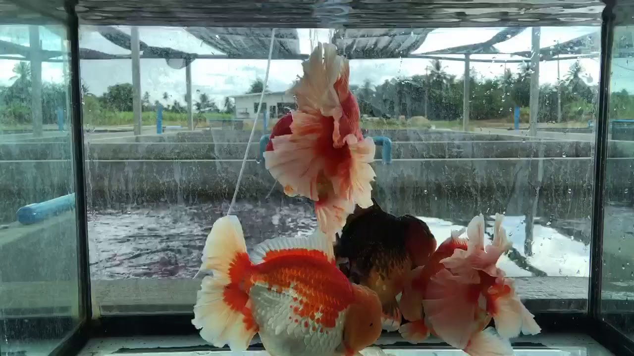 red & white orchid tail oranda - YouTube