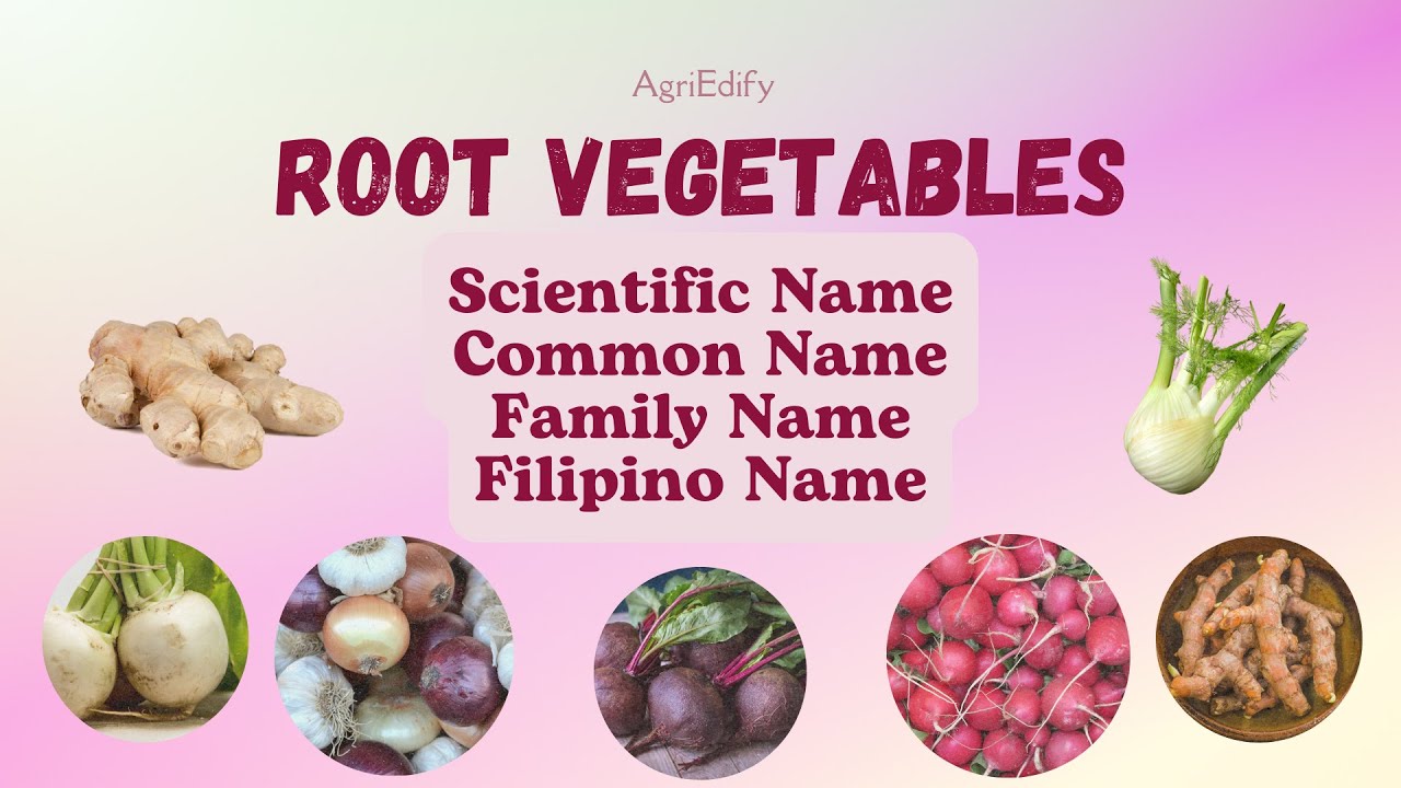ROOT VEGETABLES Scientific Name, Common Name, Family Name, Filipino ...