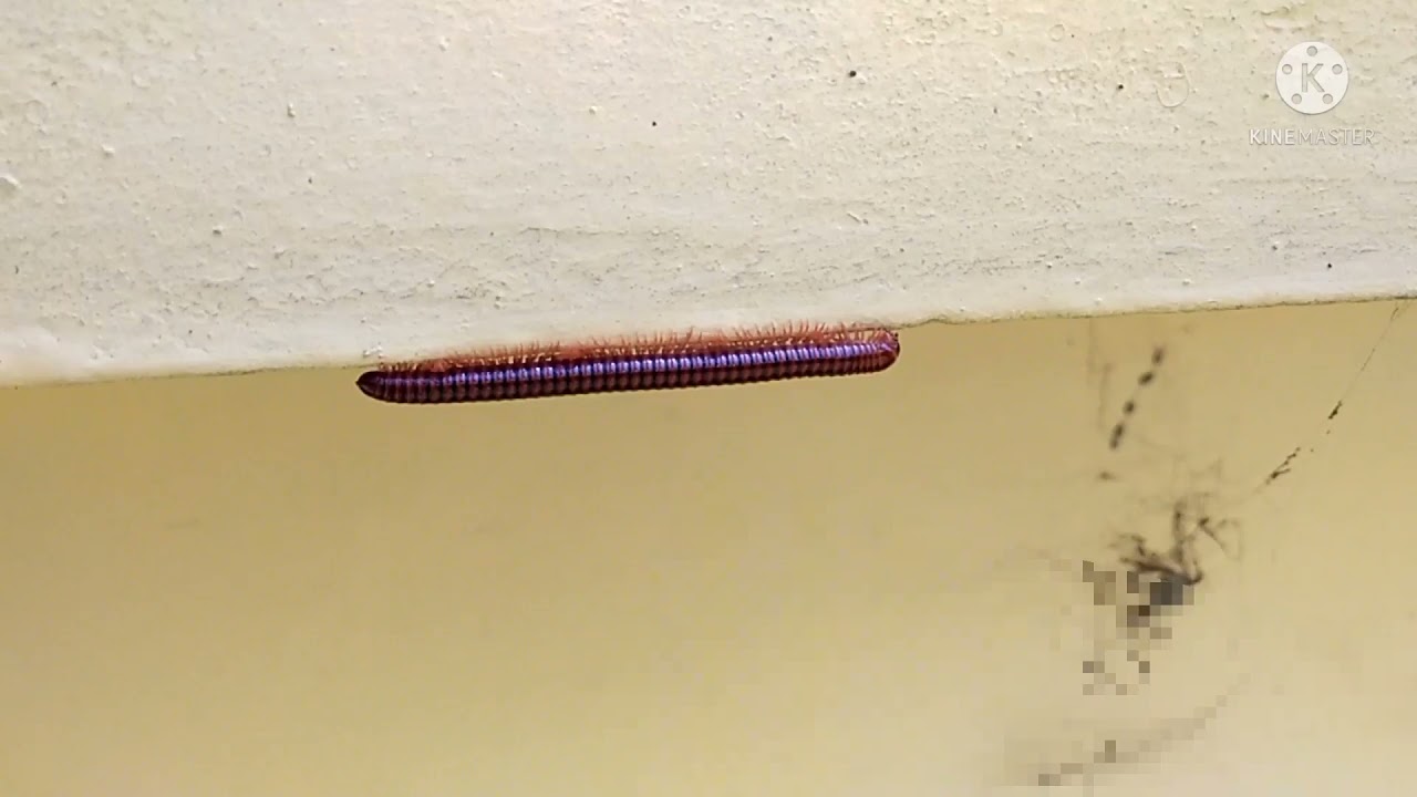 Millipede (the contest of most legs-Millipedes) - YouTube