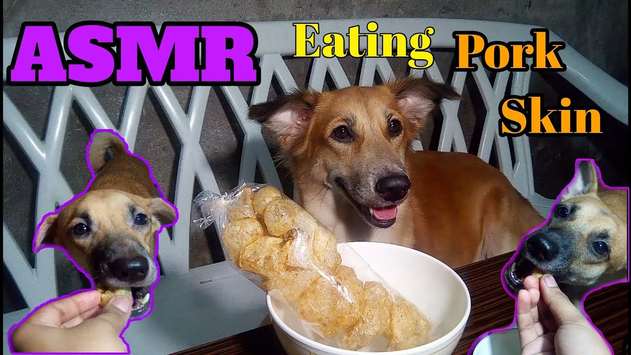 ASMR - Dog Eating PORK SKIN - YouTube