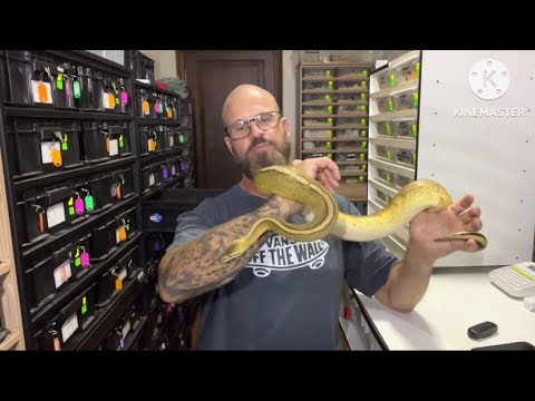 Ball pythons and breeding projects at NCC 😎🔥 - YouTube