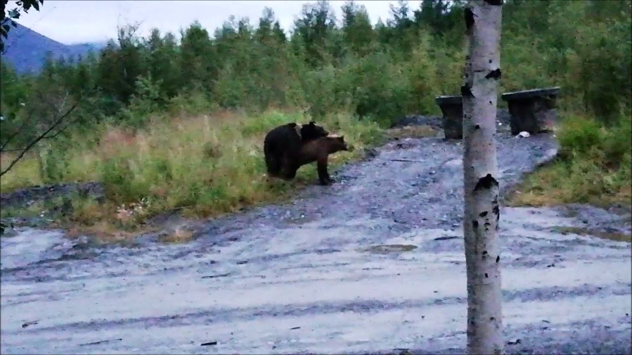 Bears Sex Youtube