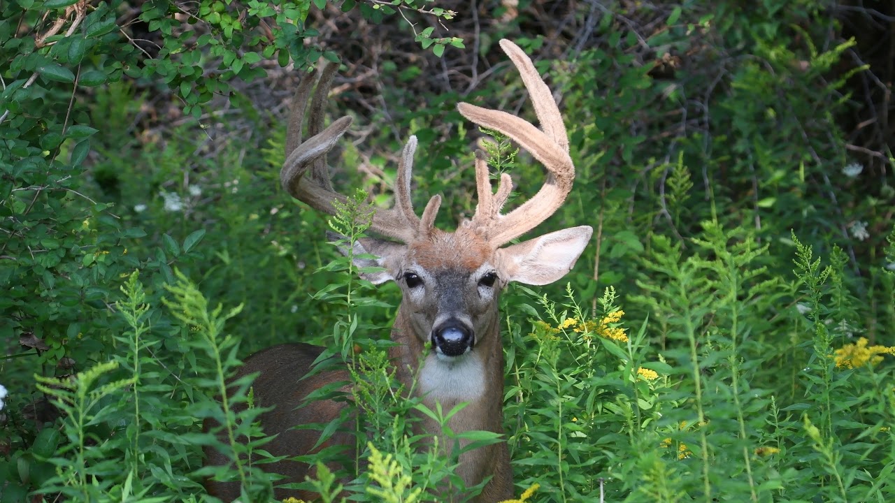 2019 S/E Wisconsin Whitetail Encounters V - YouTube