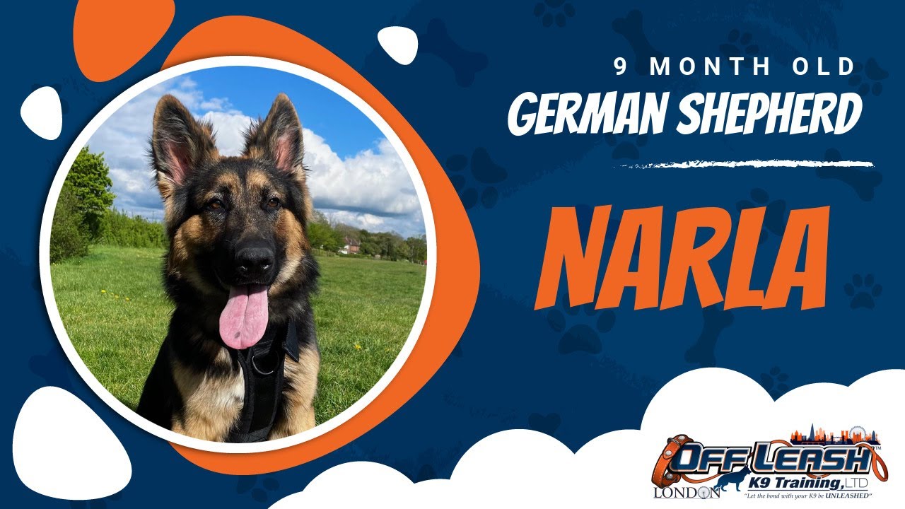 Best German Shepherd Dog Training | Narla | Dog Training in London ...