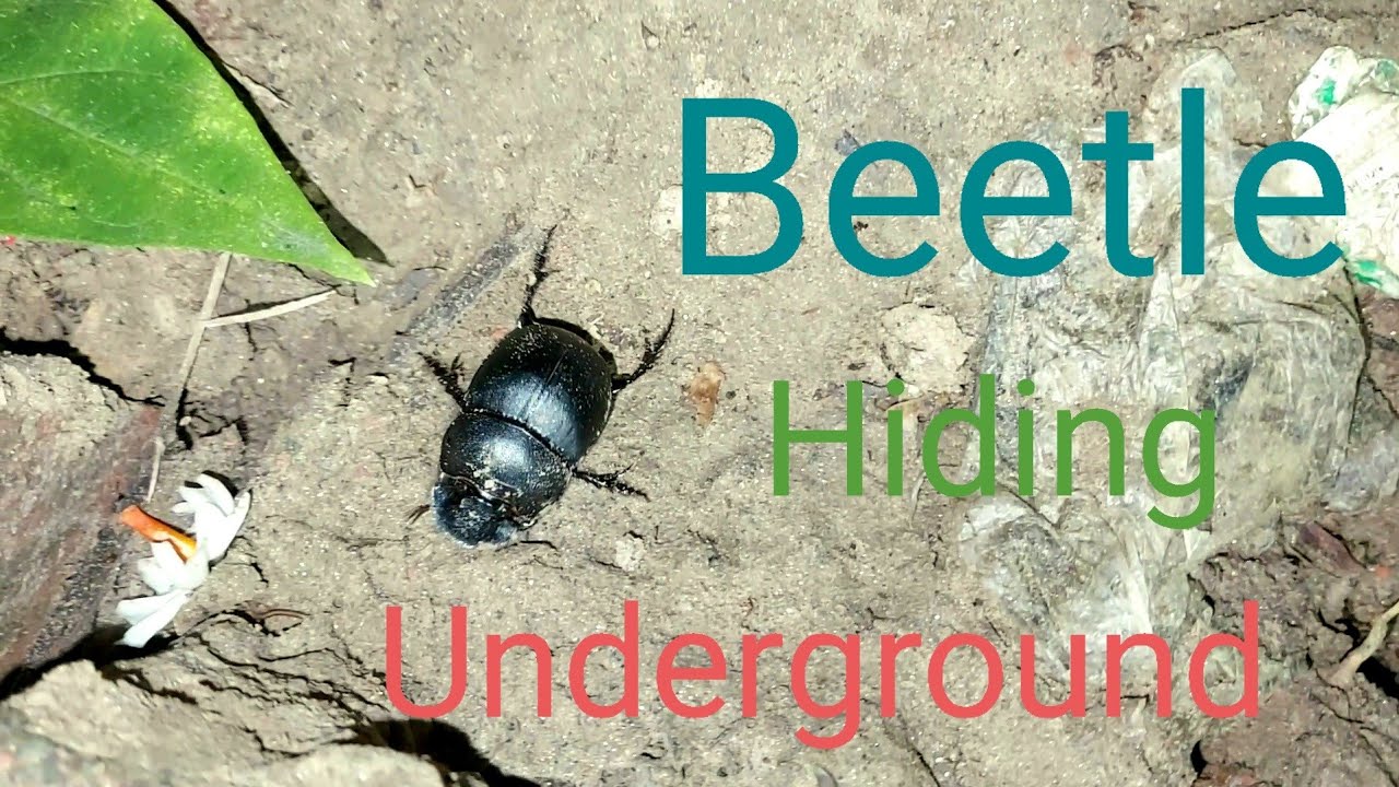 Beetle 🪲 Hiding Underground || Insects Video. - YouTube