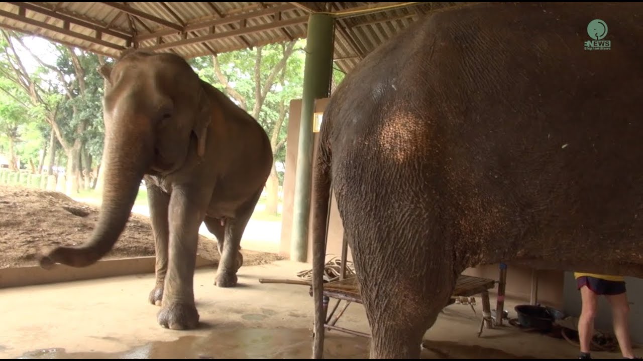 Elephant Walks Straight To Stand By And Encourage Her Friend During ...