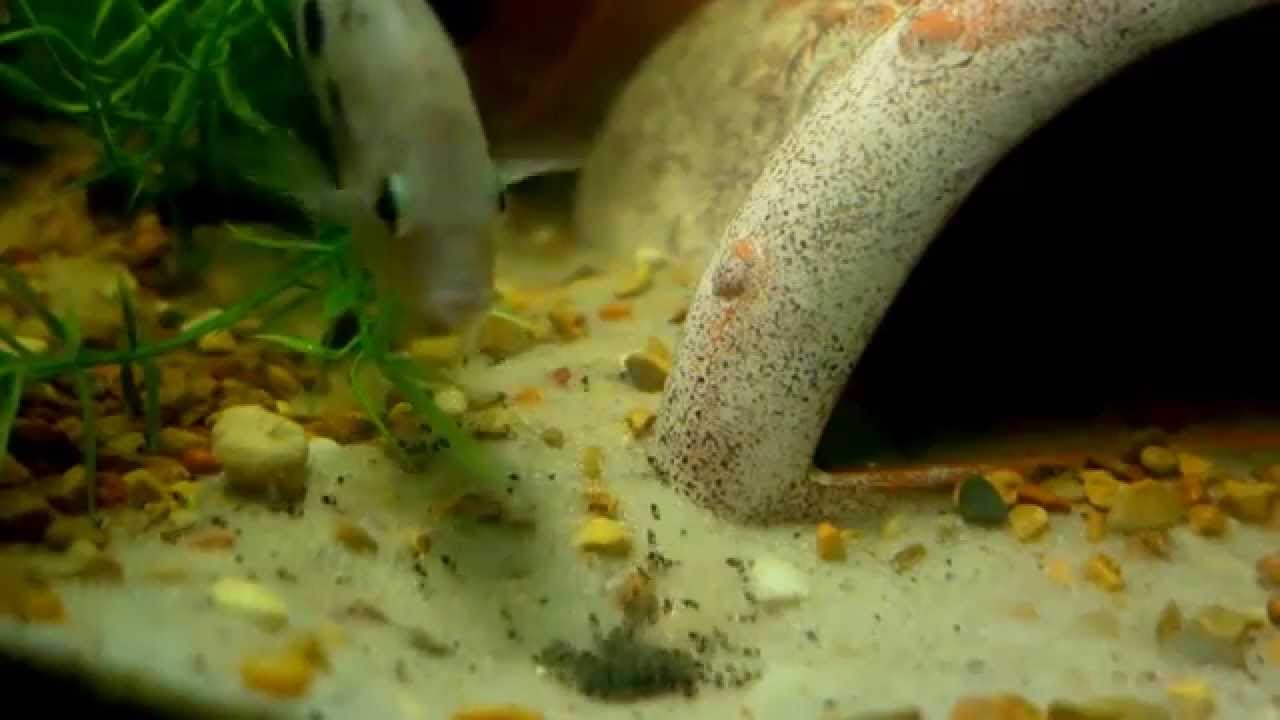 Orange Chromides / Etroplus maculatus update - YouTube