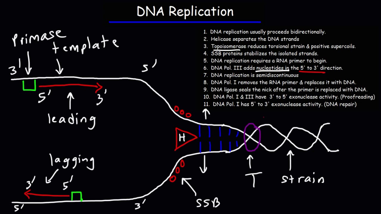 DNA Replication Leading Strand vs Lagging Strand & Okazaki Fragments ...