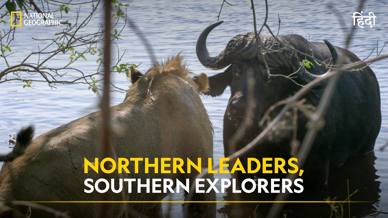 Northern Leaders, Southern Explorers | Savage Kingdom | हिन्दी | Nat ...