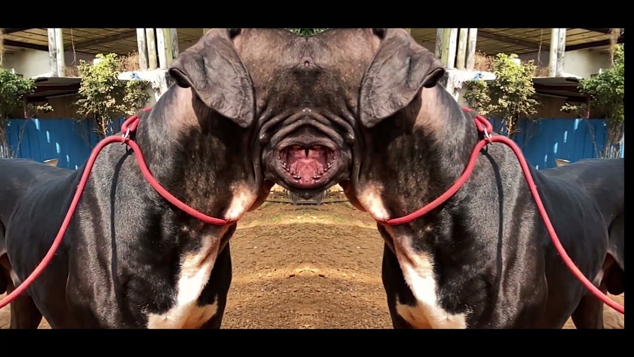 Similarities and Differences between a Great Dane and Bully Kutta - YouTube