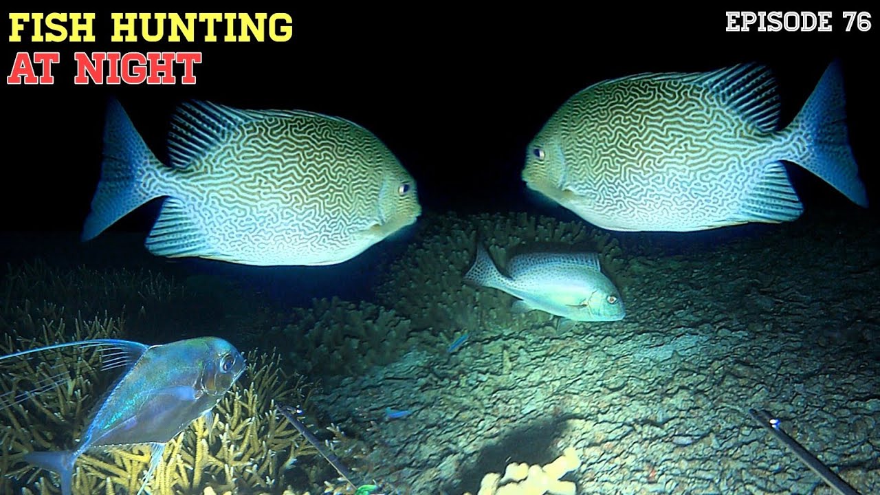 NIGHT SPEARFISHING EPISODE 76 | FISH HUNTING AT NIGHT - YouTube