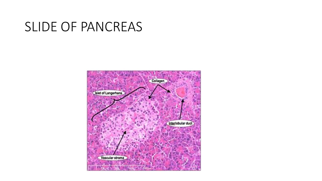Histology Practical on Pancreas by Dr. Roomanafor MBBS 2nd Year - YouTube