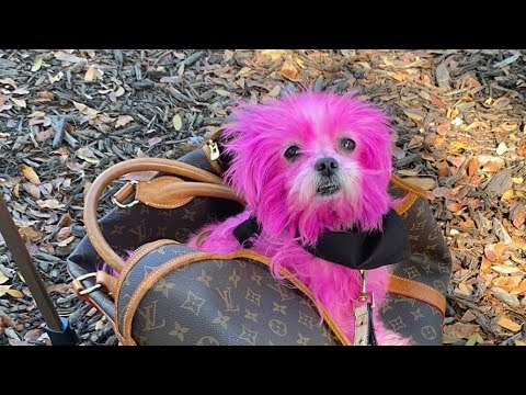Pink dog Frankie is live! - YouTube