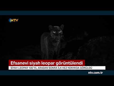 Efsanevi siyah leopar görüntülendi