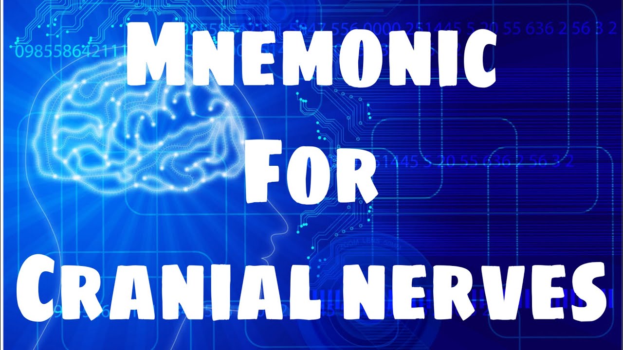 Mneumonic for cranial nerves | study within one minute | simple video ...
