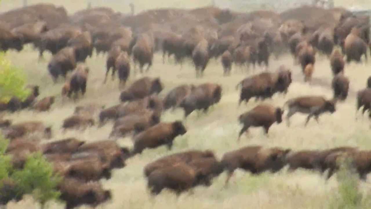 Buffalo Run 2013 - YouTube