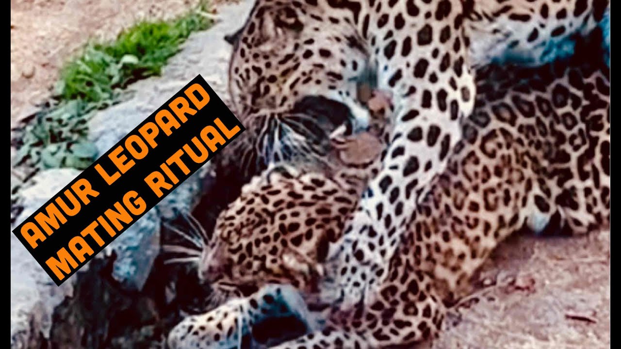 Amur Leopard Mating Ritual (Anui & Sara) | Kobe Oji Zoo - YouTube