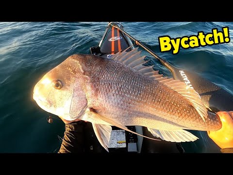 Cockburn Sound PINK SNAPPER - Best BYCATCH ever! - YouTube