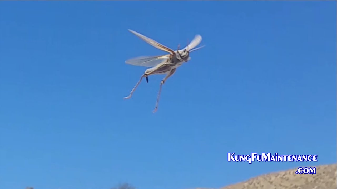 Grasshopper Flying