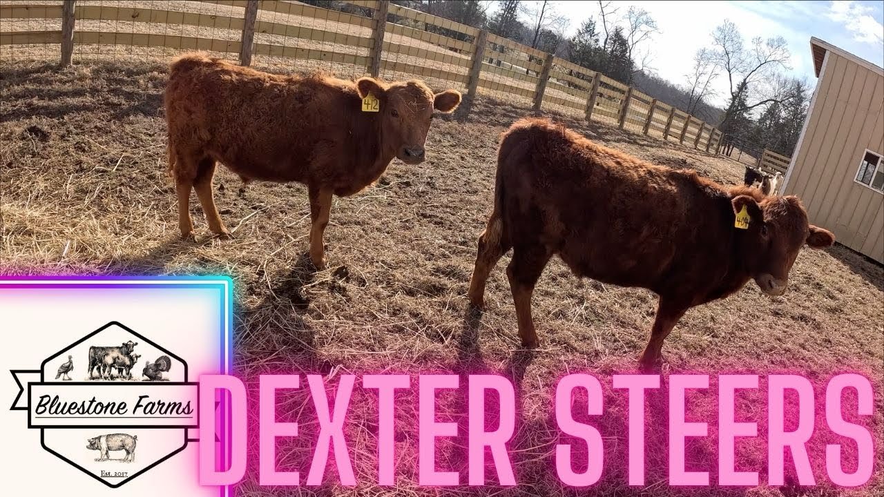 Starting Our Dexter Herd + When are Baby Goats Coming!? - YouTube
