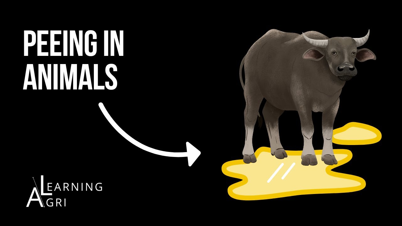 Animal Urinary System EXPLAINED - YouTube