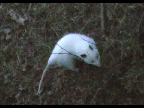 WHITE OPOSSUM recorded while Archery Hunting - YouTube