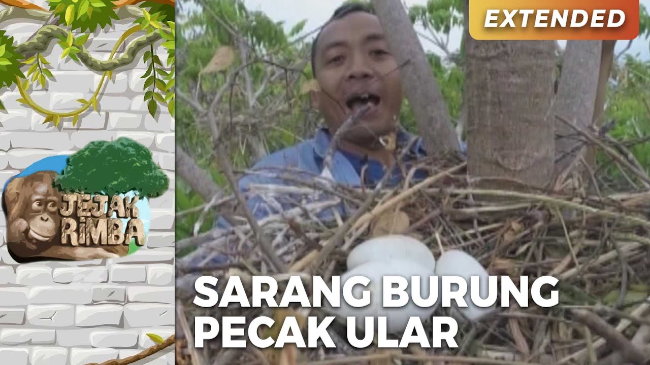 BURUNG PECUK ULAR! Steve Ewon Melihat Sarang Burung Pecuk Ular | JEJAK ...