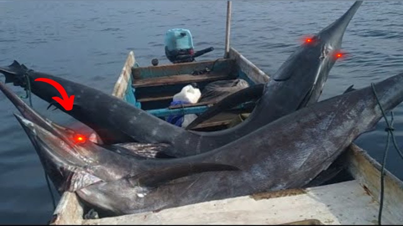 A LUTA PARA CONQUISTAR O MONSTRO MARLIN NO MEIO DA TEMPESTADE Peixe ...