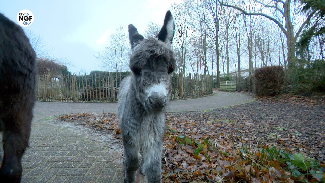 Mini-ezel geboren in Sanjes Safari - YouTube