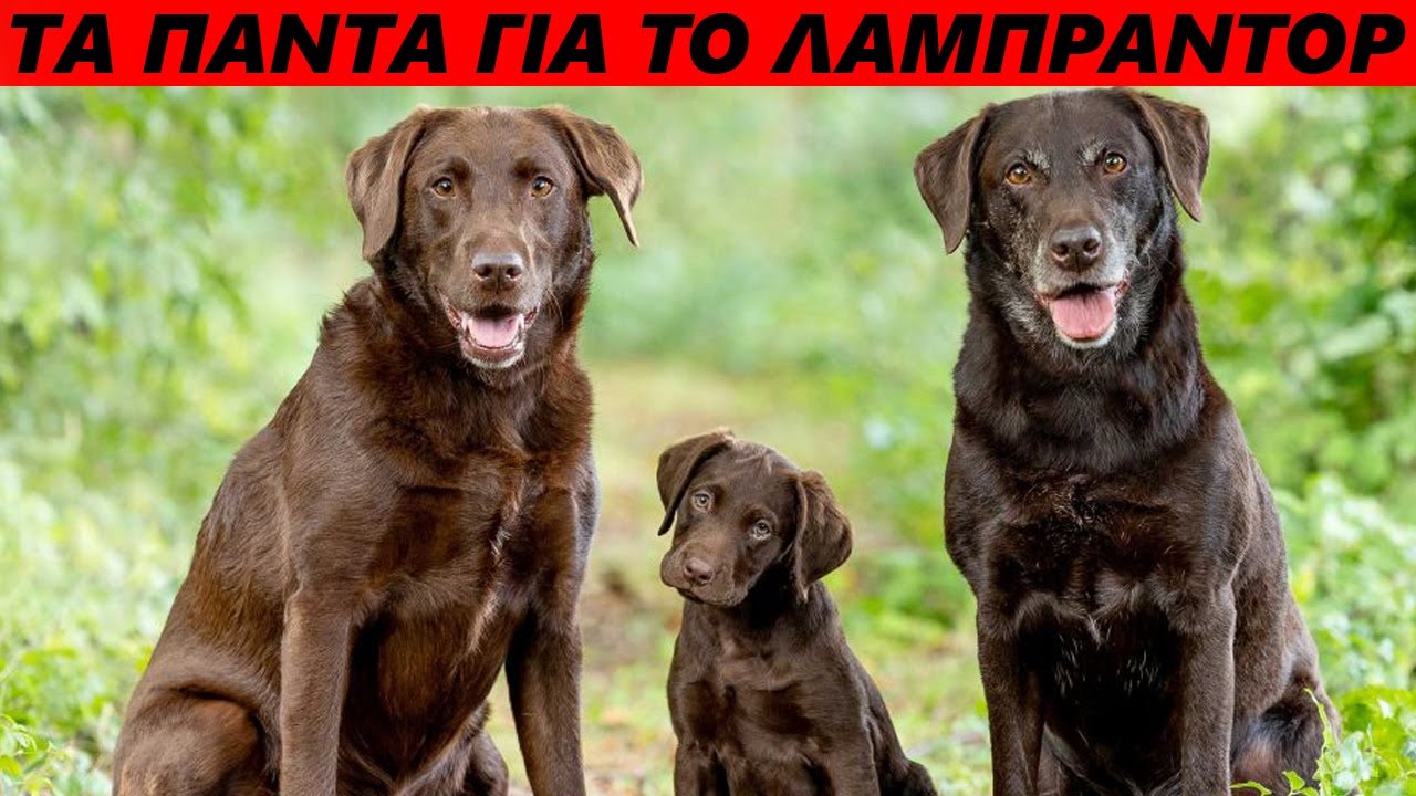 Μάθετε το Λαμπραντόρ🐾 Χαρακτήρας, συμπεριφορά, ανάγκες. Labrador, ο πιο ...