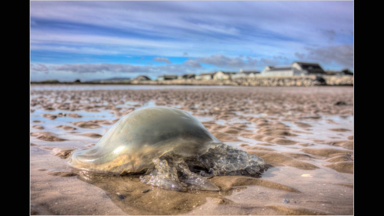 Southerness Lighthouse, Beach and Barrel Jellyfish Photo Slideshow ...