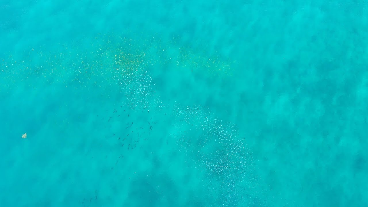 Bait ball-sharks feeding frenzy with turtles, Manta & stingray - YouTube