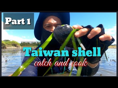 Part 1/Taiwan shell/ Adobo/ catch and cook/ #Taiwanshell #shell #Taiwan ...