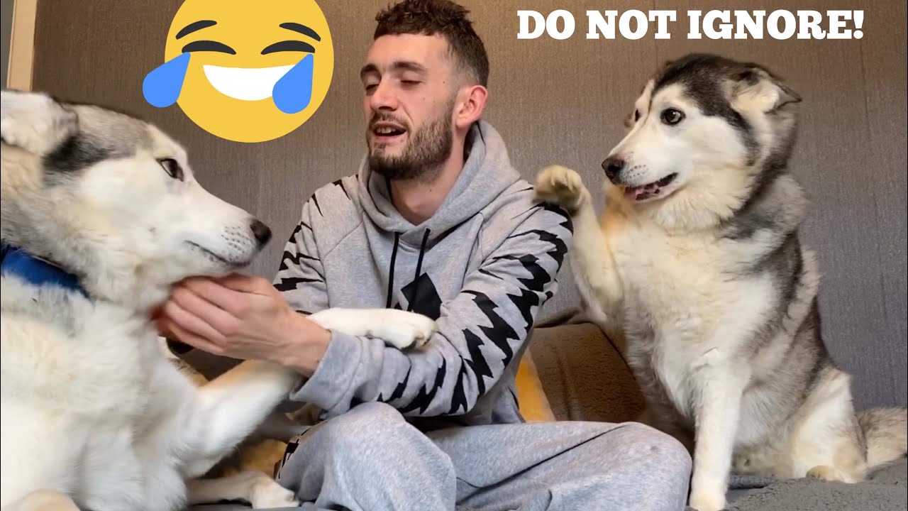 Never Ignore Siberian Huskies! [NEEDY HUSKIES ARE BACK!] - YouTube