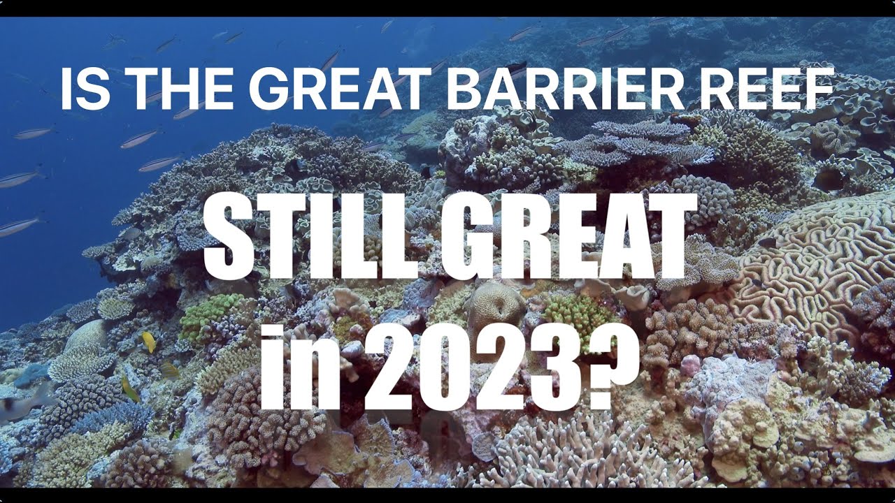 Dead or alive? Australia's Great Barrier Reef in 2023. - YouTube