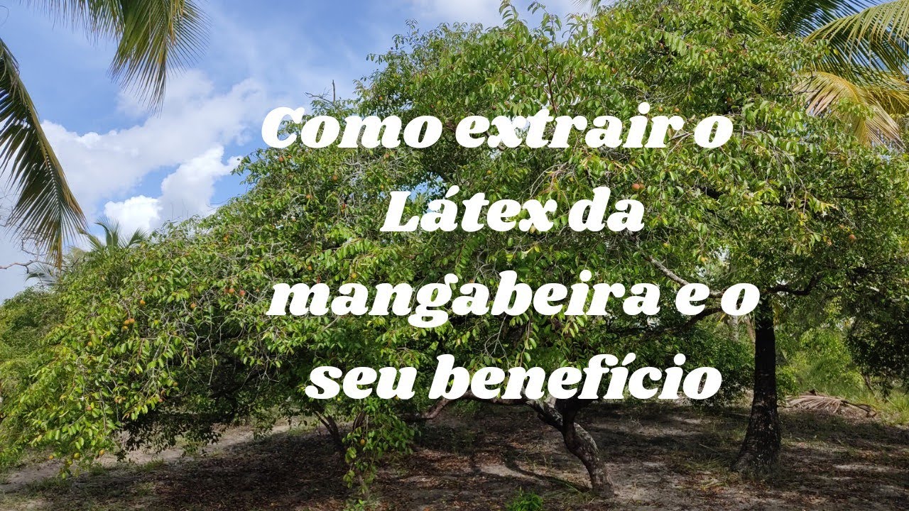 Como Preparar O Leite De Mangaba Para Tomar - RETOEDU