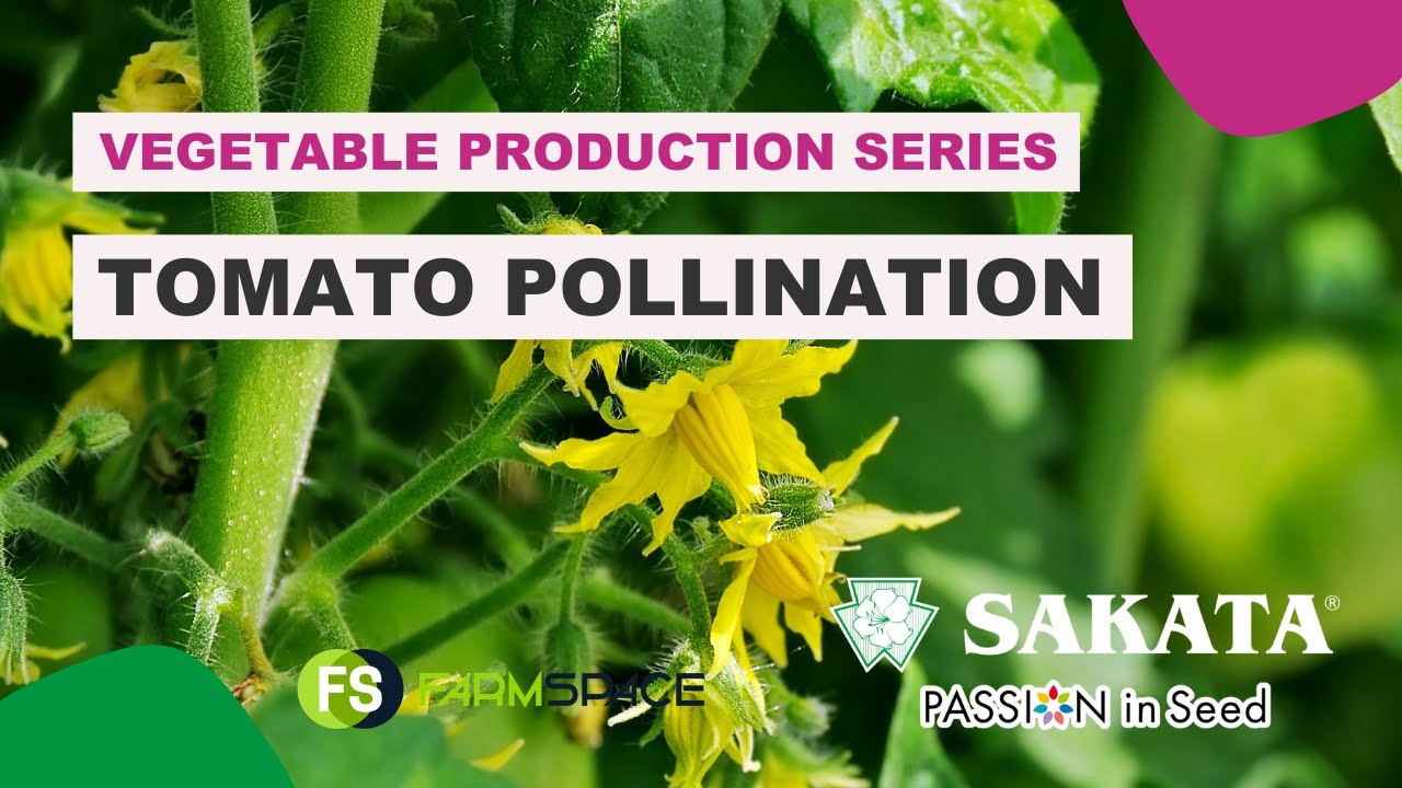 #25 Tomato Pollination - YouTube