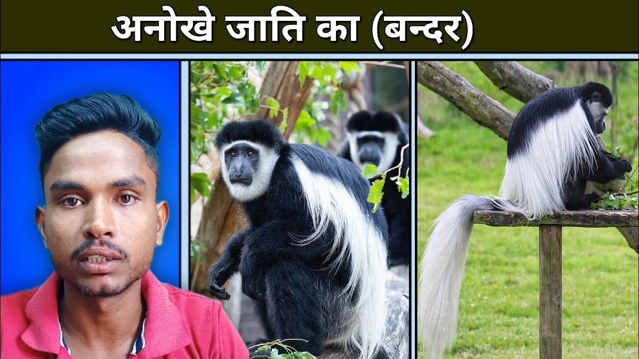 Unique Long Haired Monkeys of The World | Raghu borikar | - YouTube