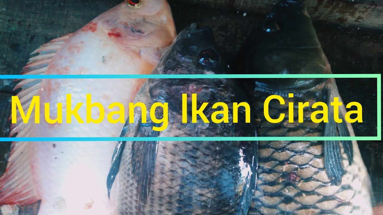 Mukbang Ikan Cirata - YouTube